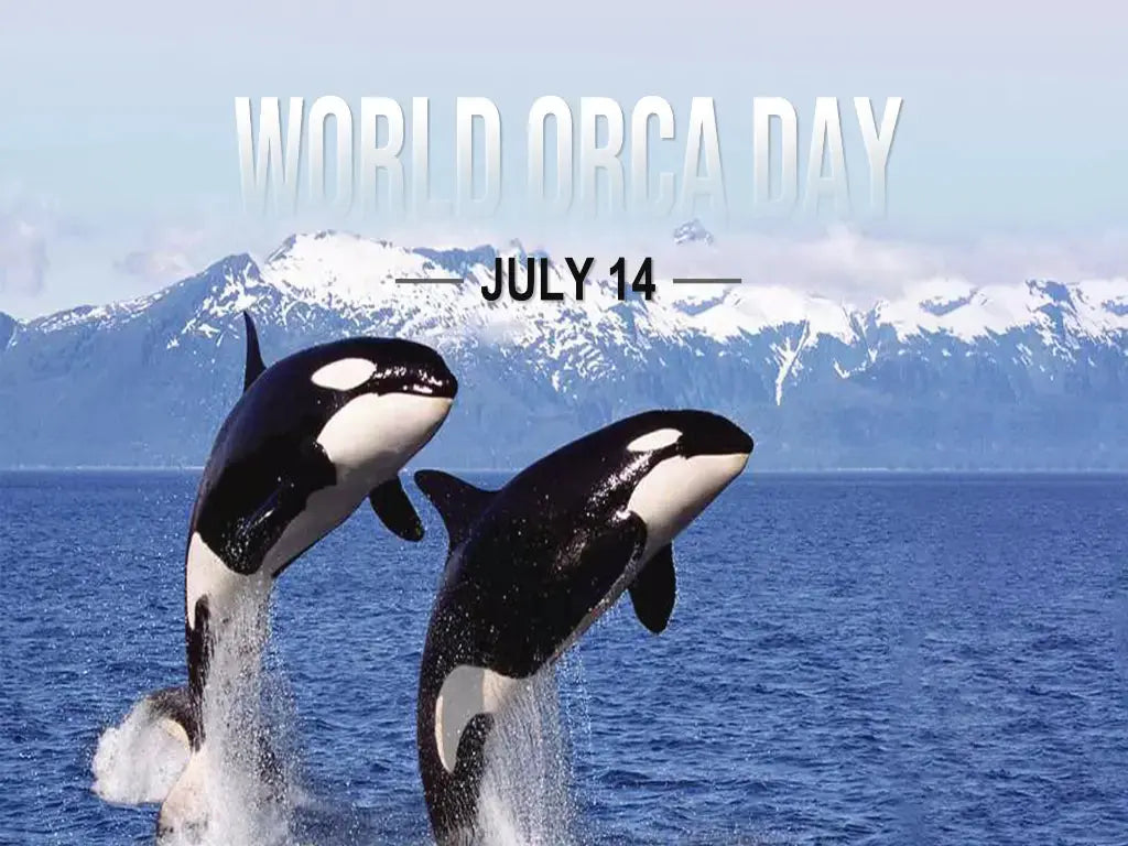 Celebre el Día Mundial de la Orca el 14 de julio